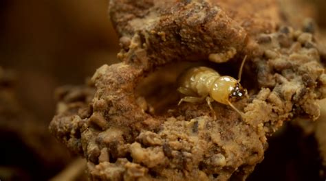 Best Termites Control
