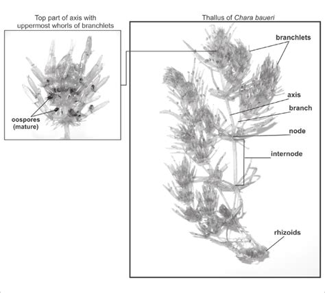 Morphological Structure Of Charophytes Main Features Download Scientific Diagram