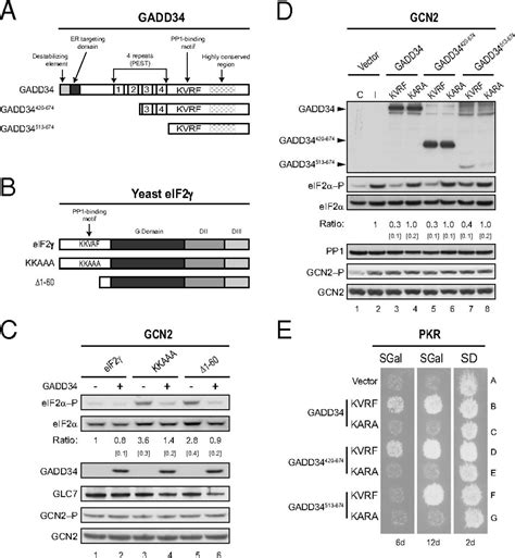 An Eif2α Binding Motif In Protein Phosphatase 1 Subunit Gadd34 And Its