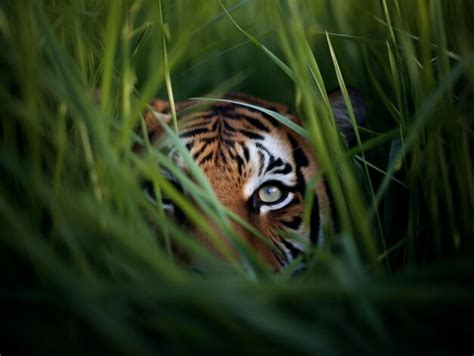 Premium Photo Tiger Hiding In Tall Grass