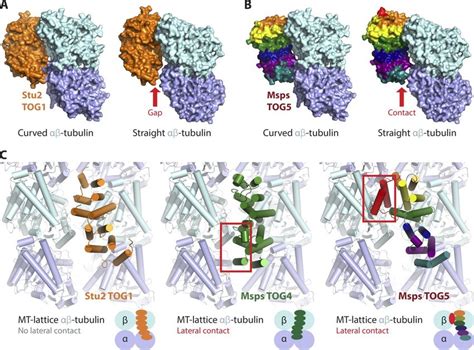 Tog5 Hr 0 Is Positioned To Engage Laterally Associated αβ Tubulin Download Scientific Diagram