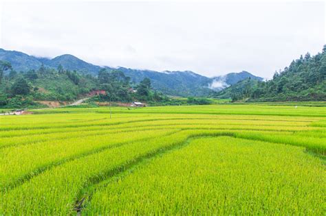 쌀 테라스 뮤 Cang 차이 베트남의 아름 다운 보기 0명에 대한 스톡 사진 및 기타 이미지 0명 계단식 경작지 녹색