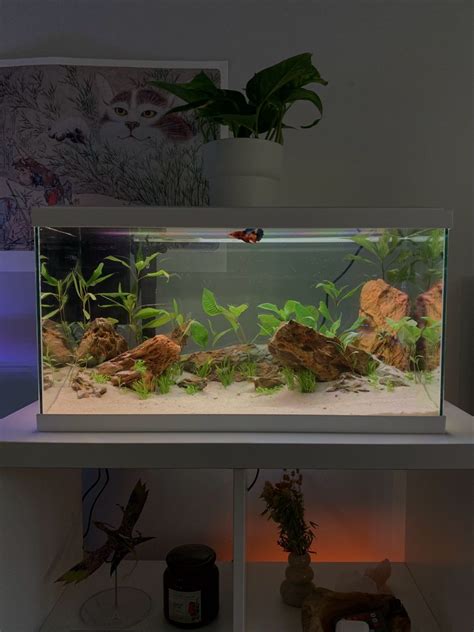Fish Tank Accessories Fish Tank Decorations Fish Tank Ideas Fish Tank