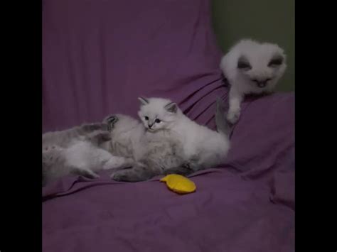 Purebred Siberian Neva Masquerade Kittens Cats And Kittens For Rehoming