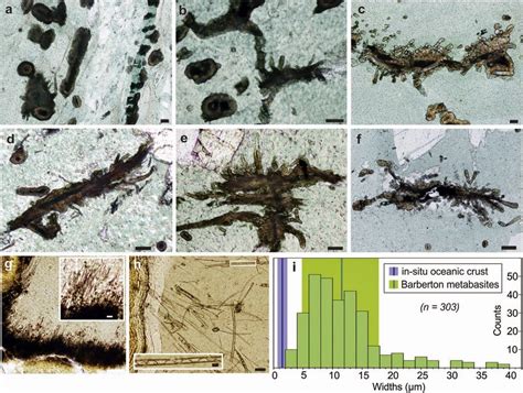 Proof Of Life Reevaluating Oldest Known Archean Trace Fossil For