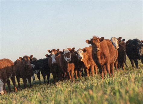 Culling The Herd