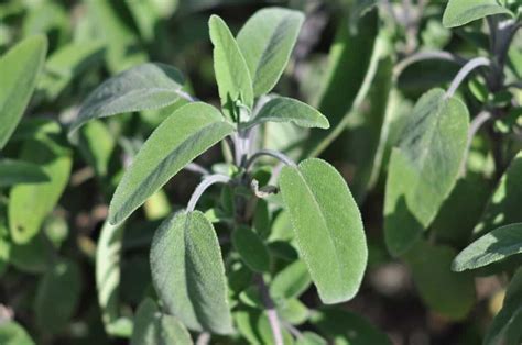How To Grow Sage From Seed To Harvest Planting And Care