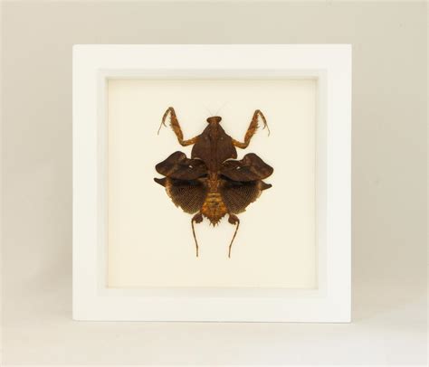 Framed Praying Mantis Dead Leaf Mantis Framed Deroplatys Lobata