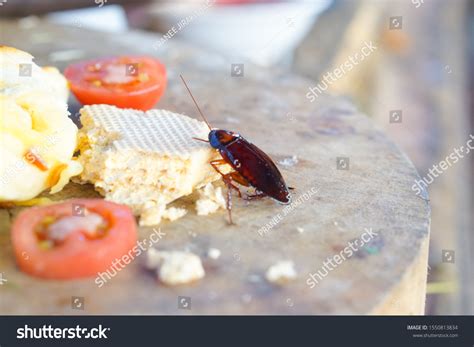 9334 Imágenes De Cockroach Food Imágenes Fotos Y Vectores De Stock