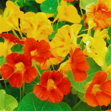 Capuchinha Orgânica Maço Orgânicos Da Fonte