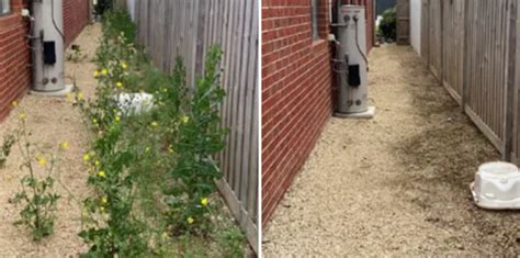 🏆official Store Limited Edition Aexzr® 2 In 1 Max Power Herbicide