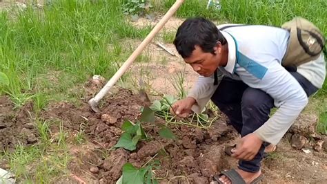 Tanam Ubi Kayu Ubi Jalar YouTube