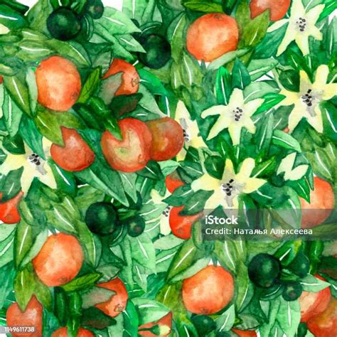 아름 다운 인사말 카드 휴일 초대장 포스터 및 직물의 디자인에 대 한 녹색 나뭇잎 고립 된 흰색 배경 수채화 그림 감귤 류 컬렉션 오렌지에 꽃과 만다린 지점 0명에 대한