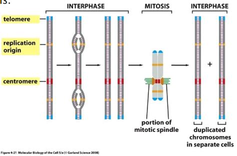 Eukaryotic Chromatin And Genome Structure Flashcards Quizlet