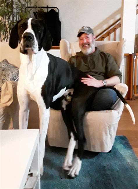 6730 Best Great Dane Images On Pholder Aww Greatdanes And Absolute Units