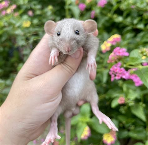 Cute Dumbo Rats