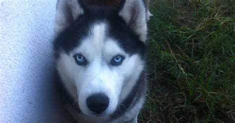 Husky Imgur