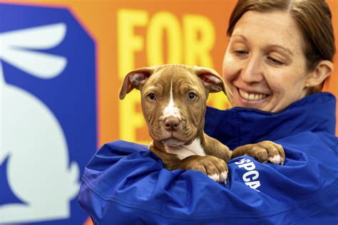 Rspca Home