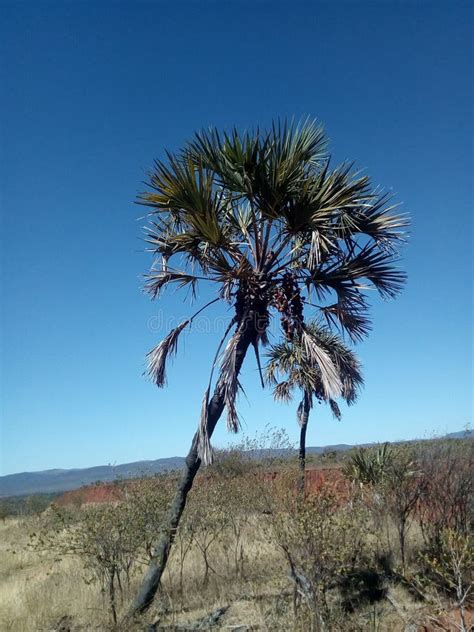 Satrana Palm Tree Stock Image Image Of Satrana Tree 97213835