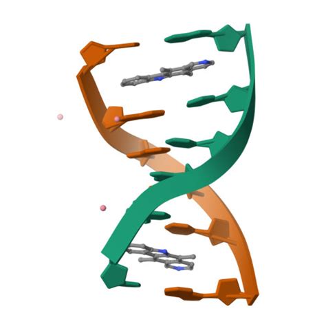 Rcsb Pdb 1z3f Structure Of Ellipticine In Complex With A 6 Bp Dna