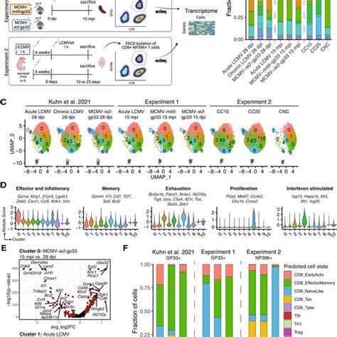 Memory And Inflationary Phenotypes In Aged Mice Following Acute And