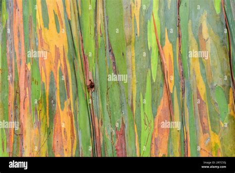 Variegated Trunk Of A Eucalyptus Tree Myrtaceae Eucalyptus Deglupta