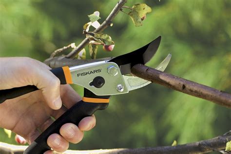 Simple Seasonal Maintenance When To Prune And Why