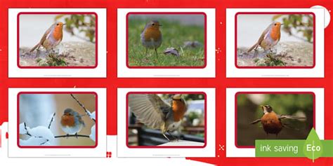 Robin Display Photos