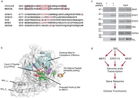A Multiple Sequence Alignment Using The Clustal W Program Revealed