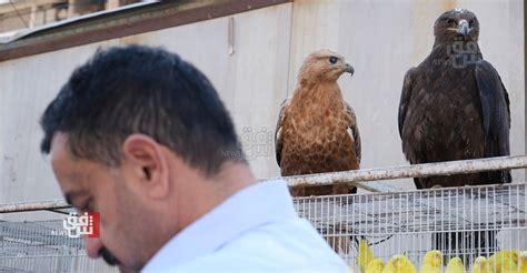 طيور مهددة بالانقراض تباع وتشترى وسط بغداد صور شفق نيوز
