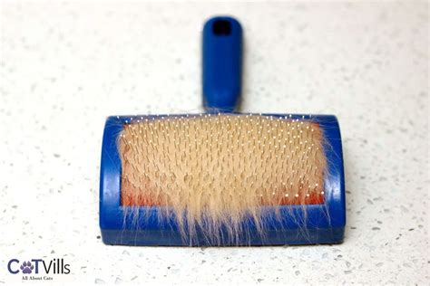 How To Clean A Cat Tree Maintaining Hygiene In Easy Steps