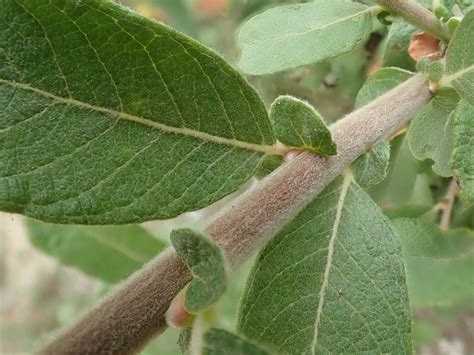 Sitka Willow Search Native Plant Hub