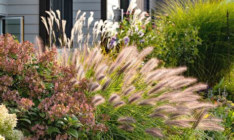 Ornamental Grass Gardens