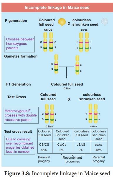 Linkage Botany Chromosomal Basis Of Inheritance