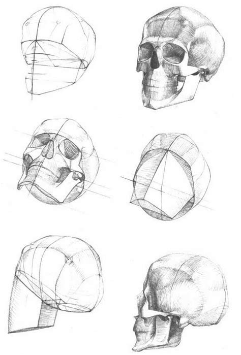 Пластическая Анатомия для Художников Что это Зачем Dessin Crâne