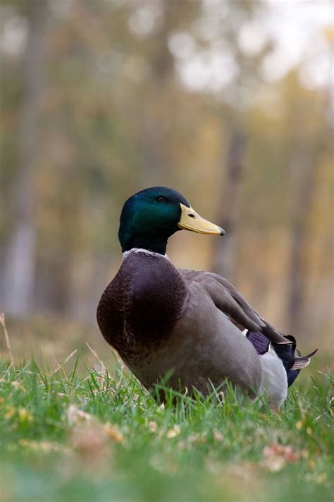 Rouen Duck Anas Platyrhynchos Domesticus ในปี 2024