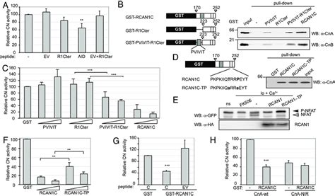 The Extreme C Terminal Sequence Of RCANs Is Responsible For Their