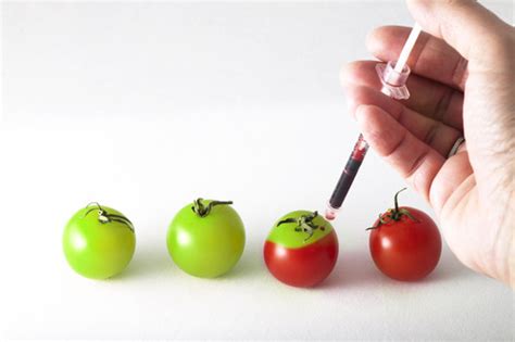 Genetic Engineering Flashcards Quizlet