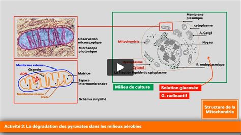 Structure Et Ultrastructure De La Mitochondrie Kezakoo