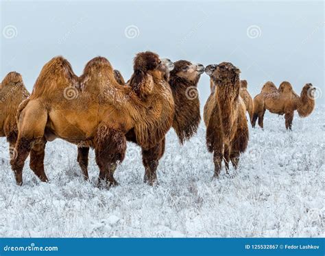 Camels In The Winter Stavropol Steppe Stock Image Image Of Portrait