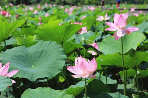 Des Fleurs De Lotus Roses Qui Fleurissent Dans L Tang Photo Premium