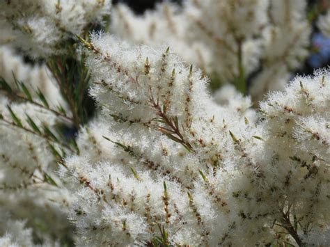 Melaleuca Tea Tree Information: Learn About Growing A Tea Tree