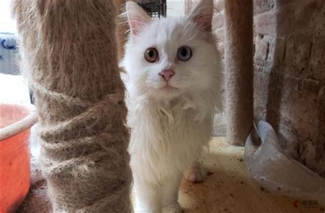 狮子猫如何分辨公母 怎么判断性别唯宠网