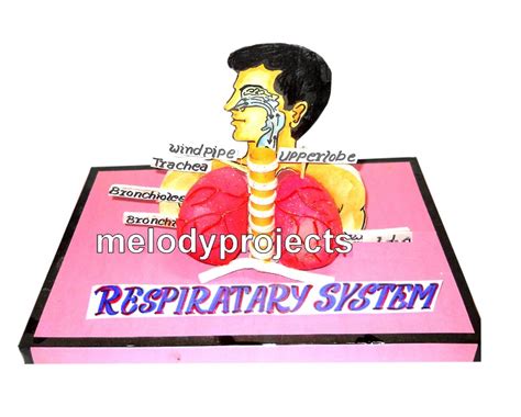 Thermocol Model At Best Price In India