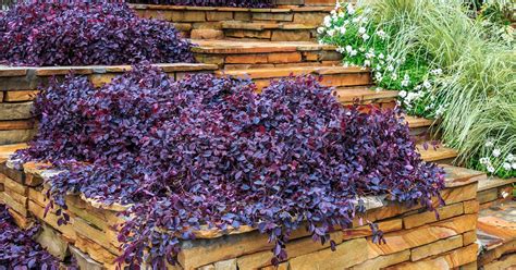 Dwarf Weeping Flowering Trees