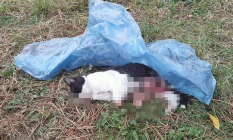 5 Ayda Baktığı 4 Kedi öldürüldü Yavru Kedisini Patileri Kesilmiş Halde
