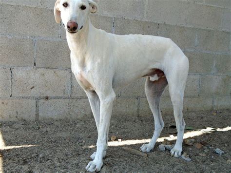 S Udo lévrier galgo très gentil robe blanche àgé de presque 5 ans à l