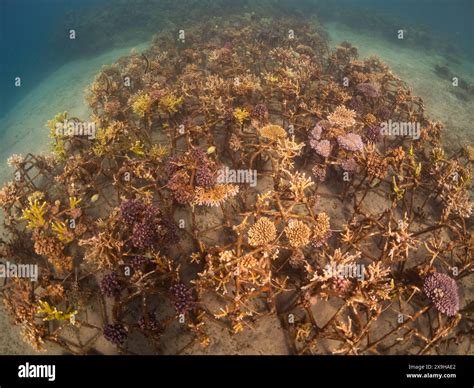 Coral Restoration Project Maumere Coral Transplantasi Flores