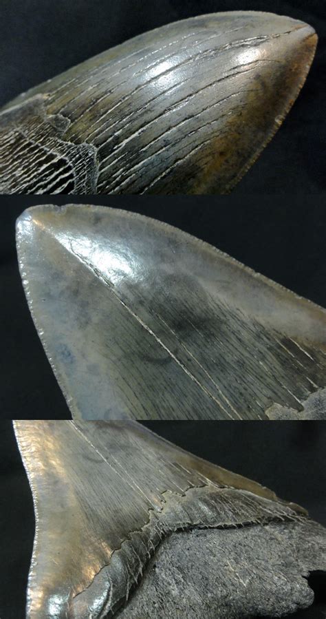 Shark Teeth Fossil Megalodon Fossils For Sale