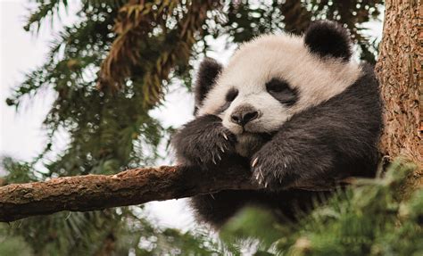 How To Use Pivot Tables In Pandas By Acusio Bivona Level Up Coding